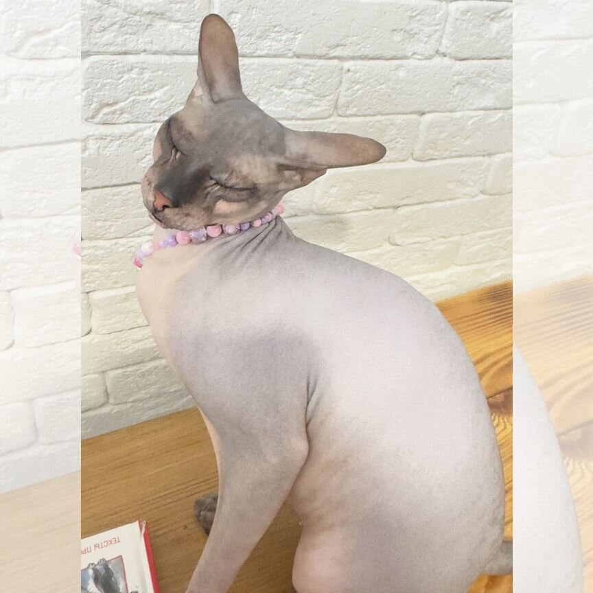 Канадский сфинкс котёнок