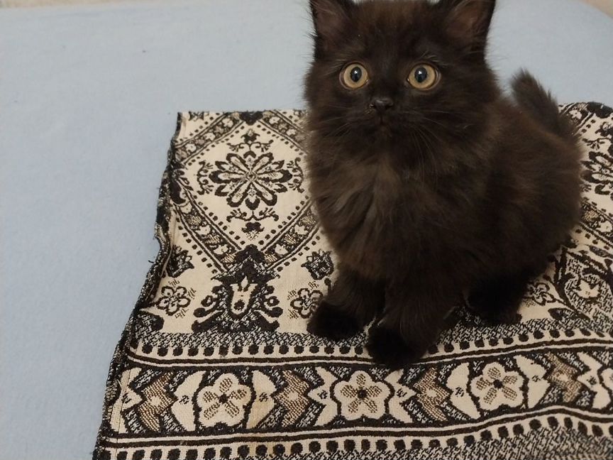 Котенок (мальчик - 2,5 месяца)