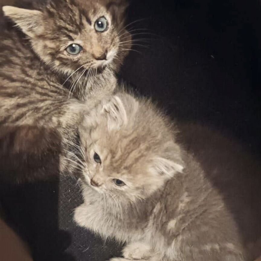 Котята мальчик и девочка 1,5 мес