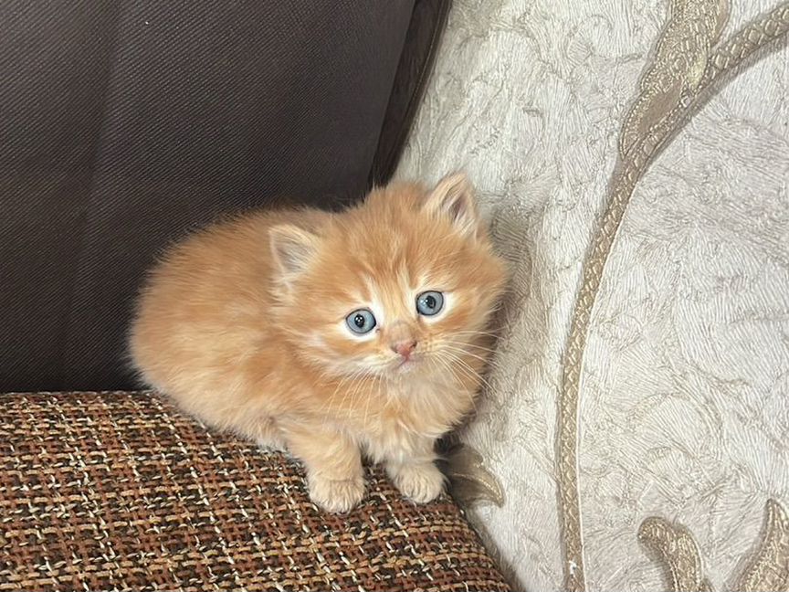 Котята породистые