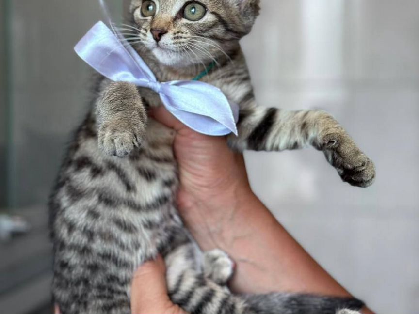 Котенок из приюта в добрые руки