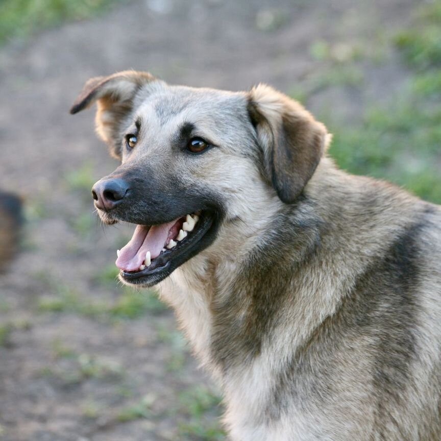 Молодая собака Леся в добрые руки