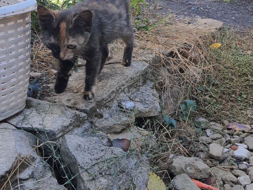 Котенок