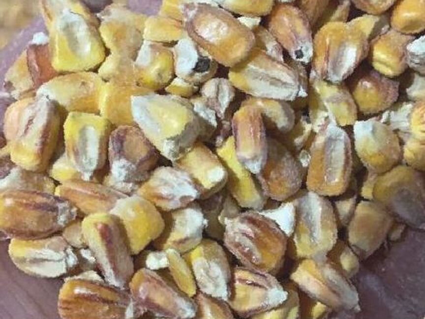 Зерно Кукуруза