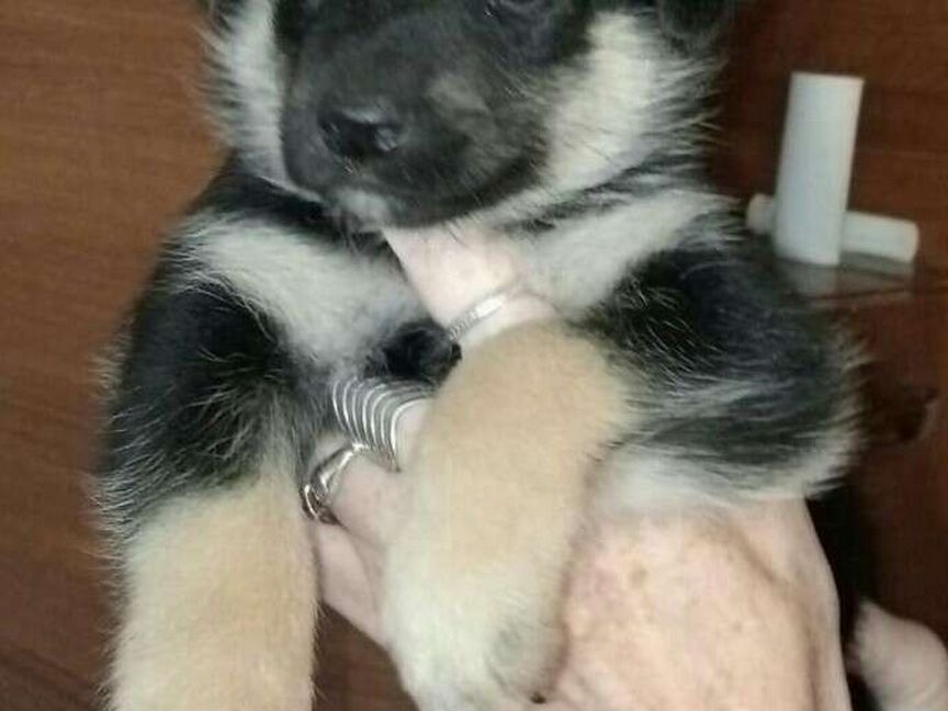 Щенки