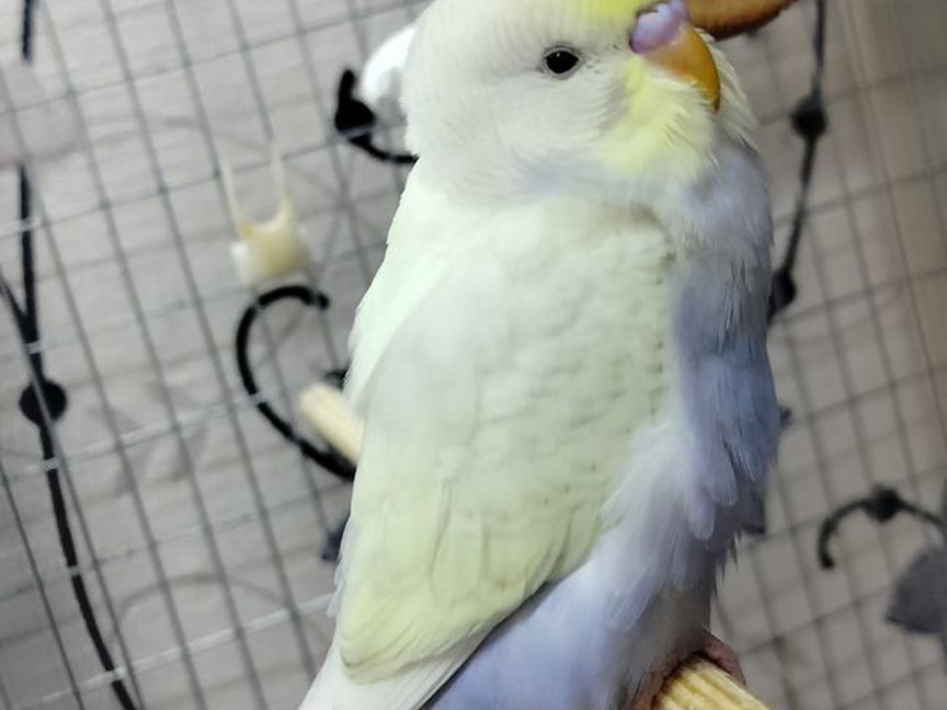 Волнистый попугайчик только вышел из гнезда