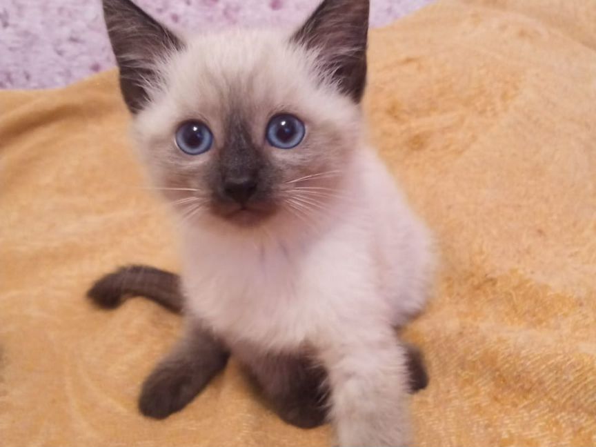 Кошечка