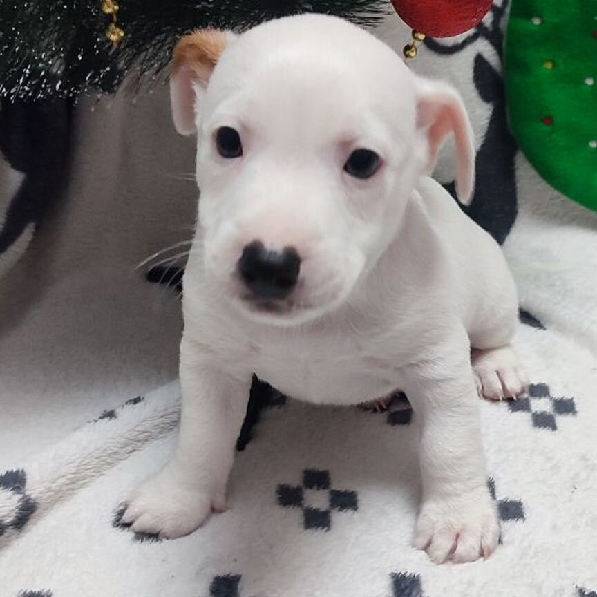 Щенки джек рассел терьер РКФ