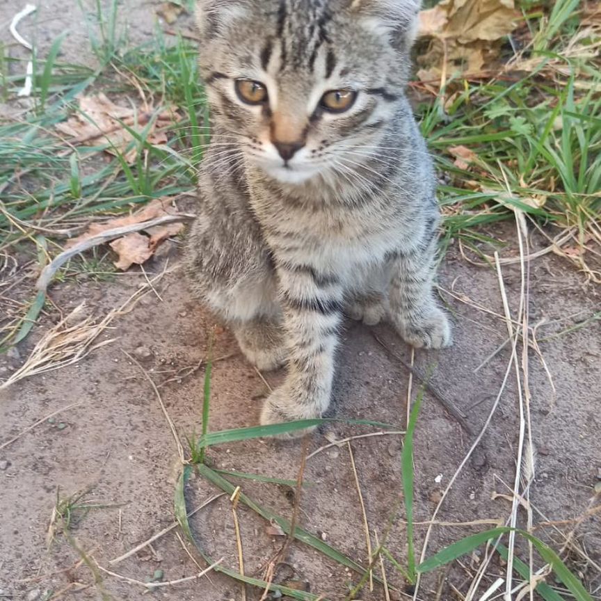 Котята пропадают на даче,пож-ста посмотрите