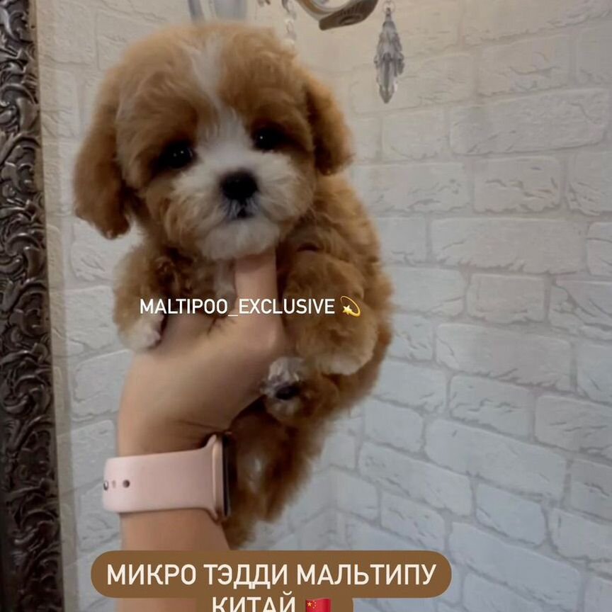 Микро Тэдди Мальтипу Китай девочка игрушка