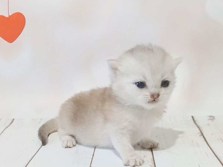 Маленькая Ириска