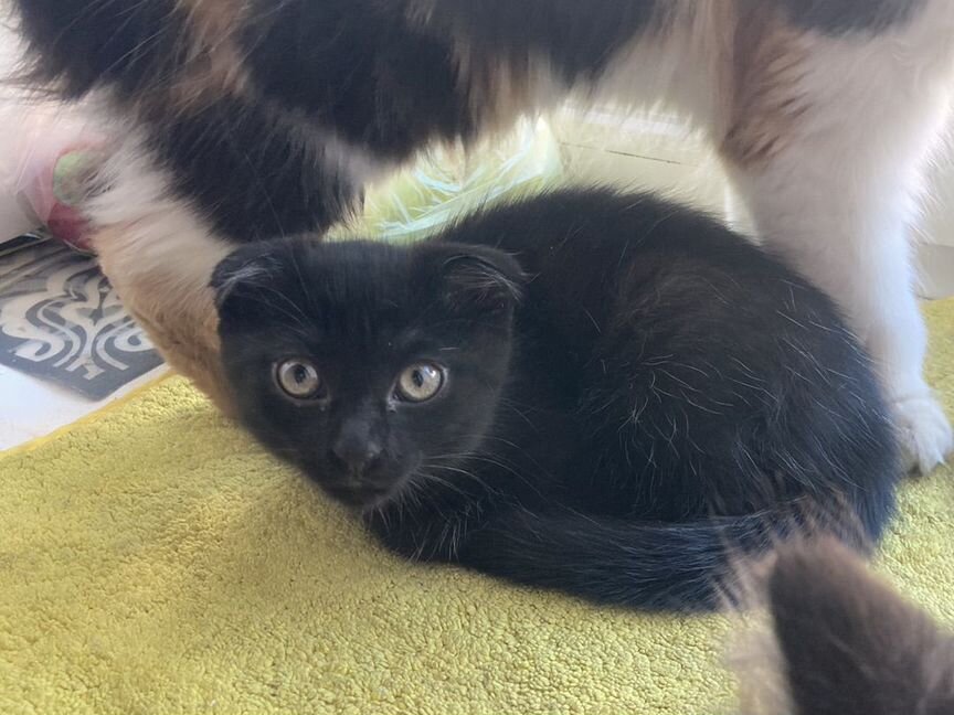 Кошки в добрые руки