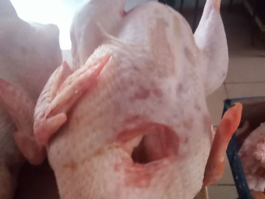 Домашняя птица