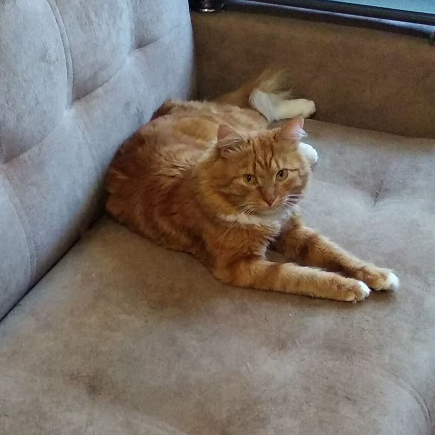 Рыжий котик