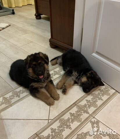 Щенки немецкой овчарки