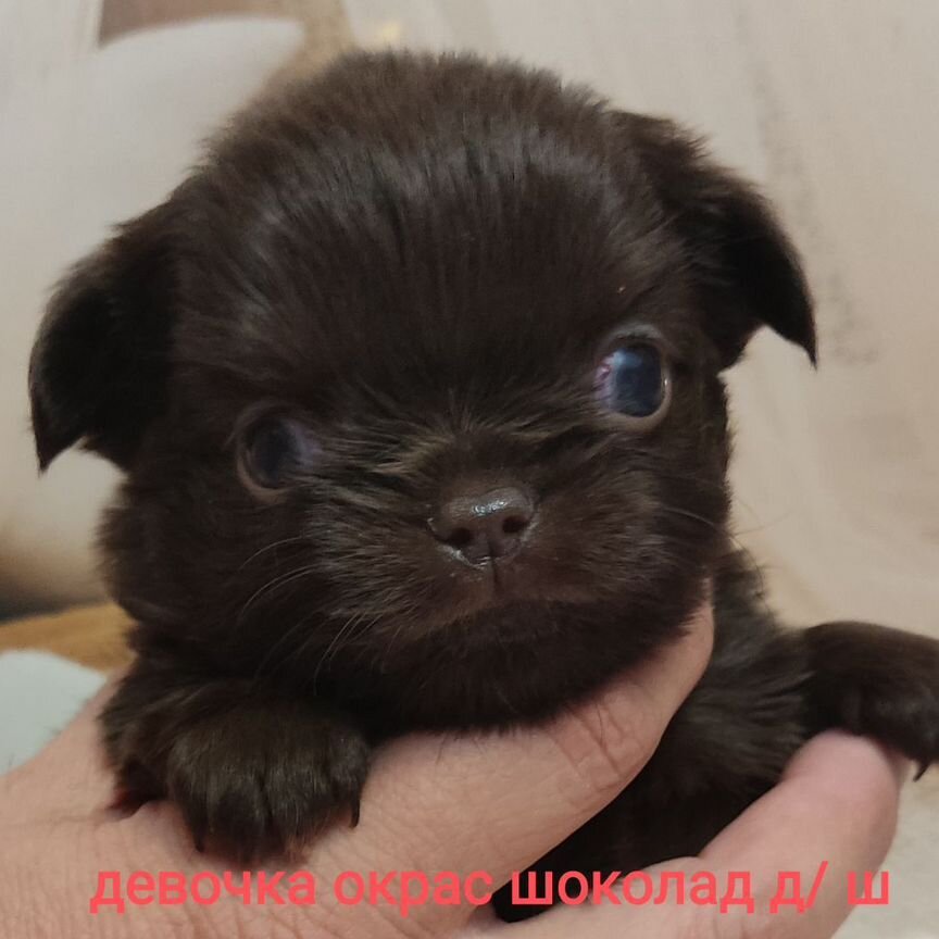 Шоколадные щенки