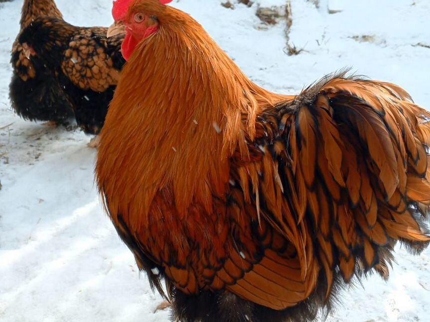 Цыплята орпингтон, виандот, Павловское, лакенфельд