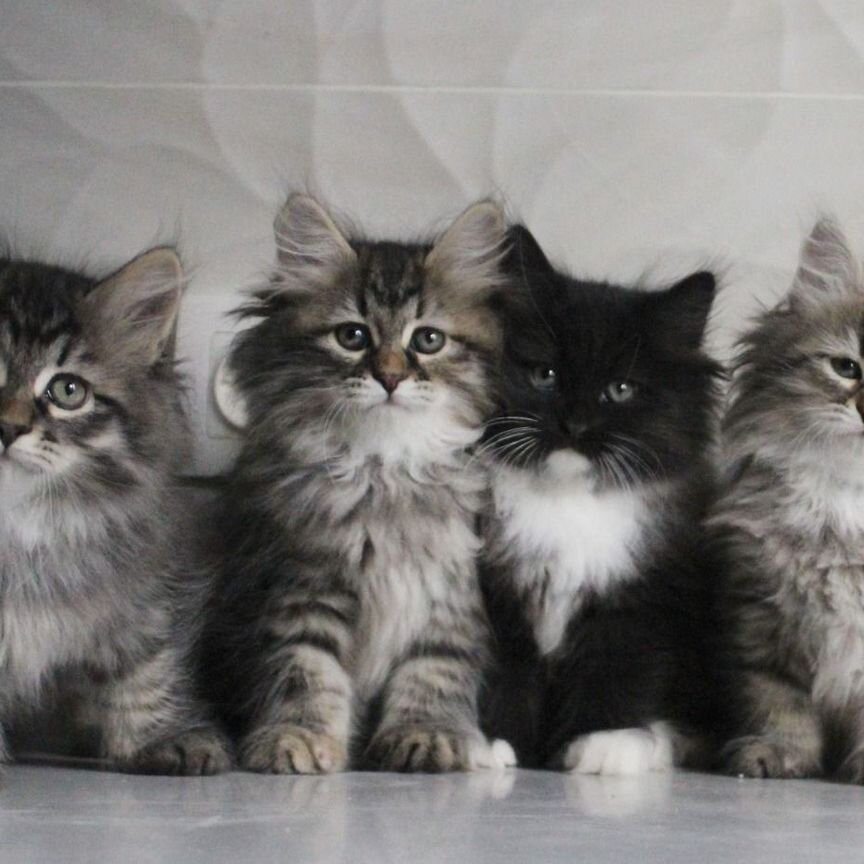 Сибирские девочки с документами