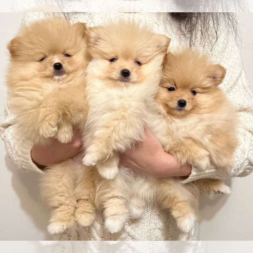 Померанский шпиц, щенок