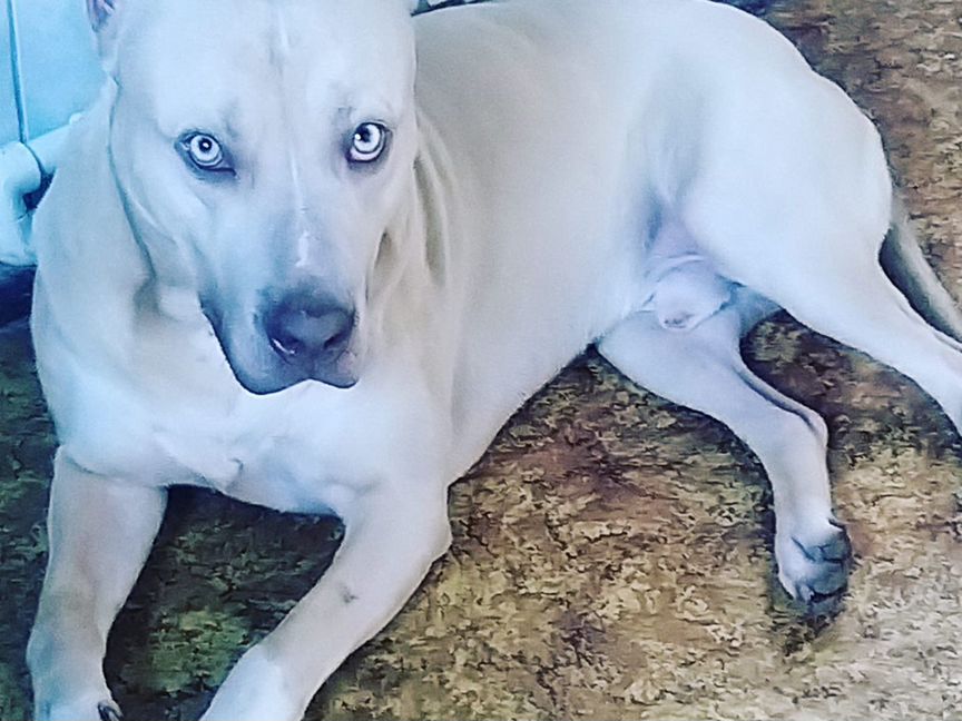 Американский питбуль, случка