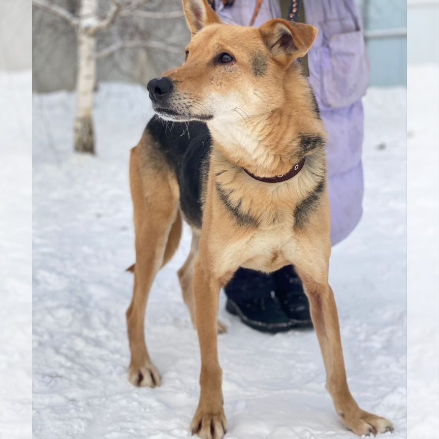 Взрослый пёс в добрые руки