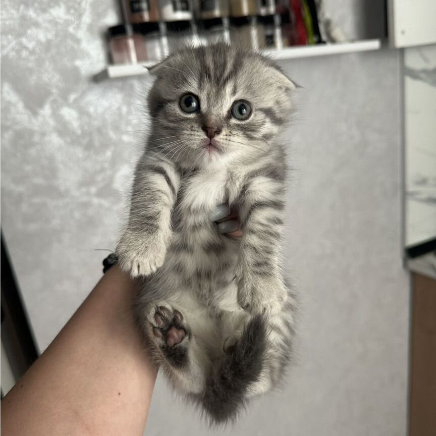 Шотландский вислоухий короткошёрстный котёнок