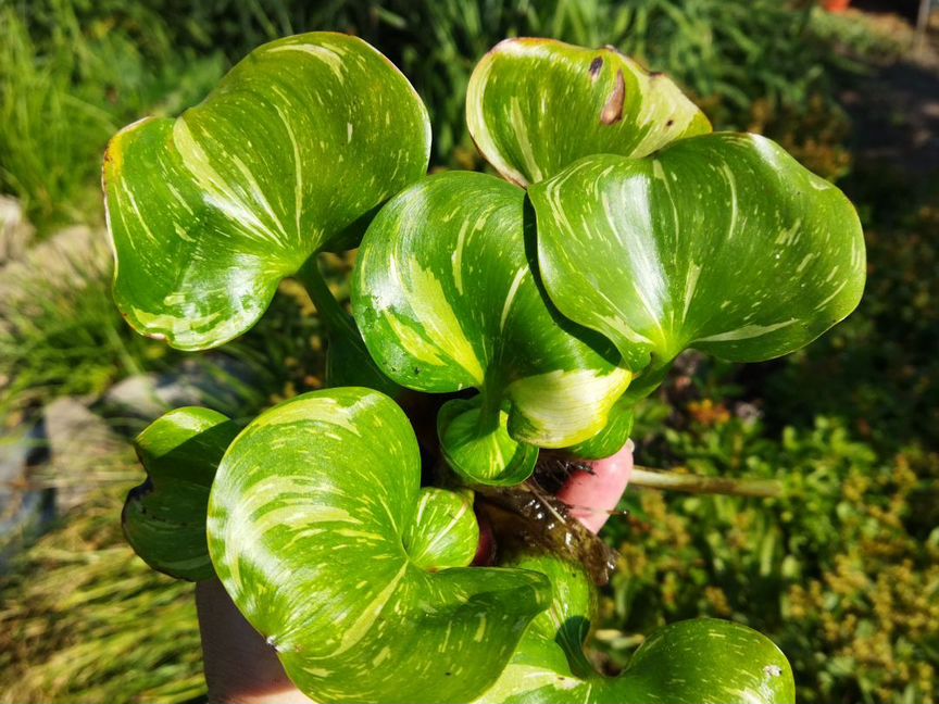 Растения для водоëма. Эйхорния, пистия