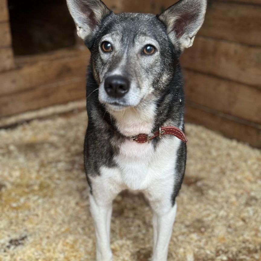 Габи собака из приюта в добрые руки
