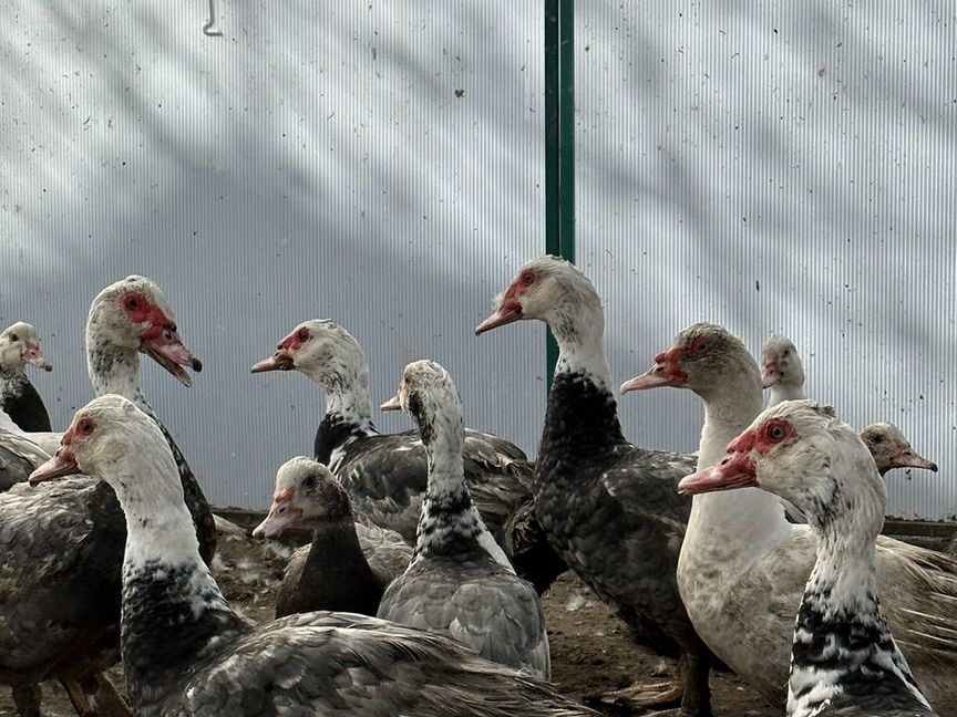 Мускусные индоутки