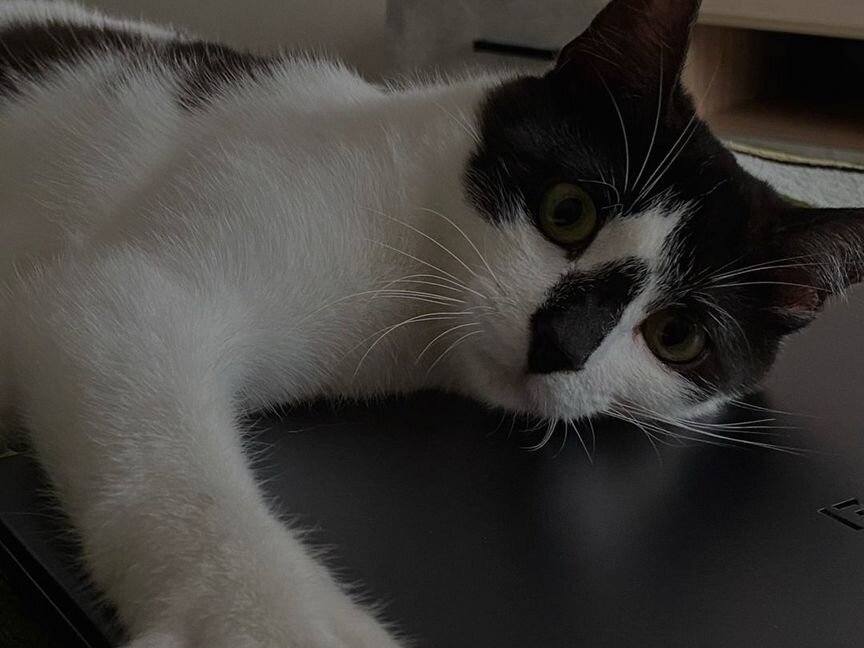 Котенок