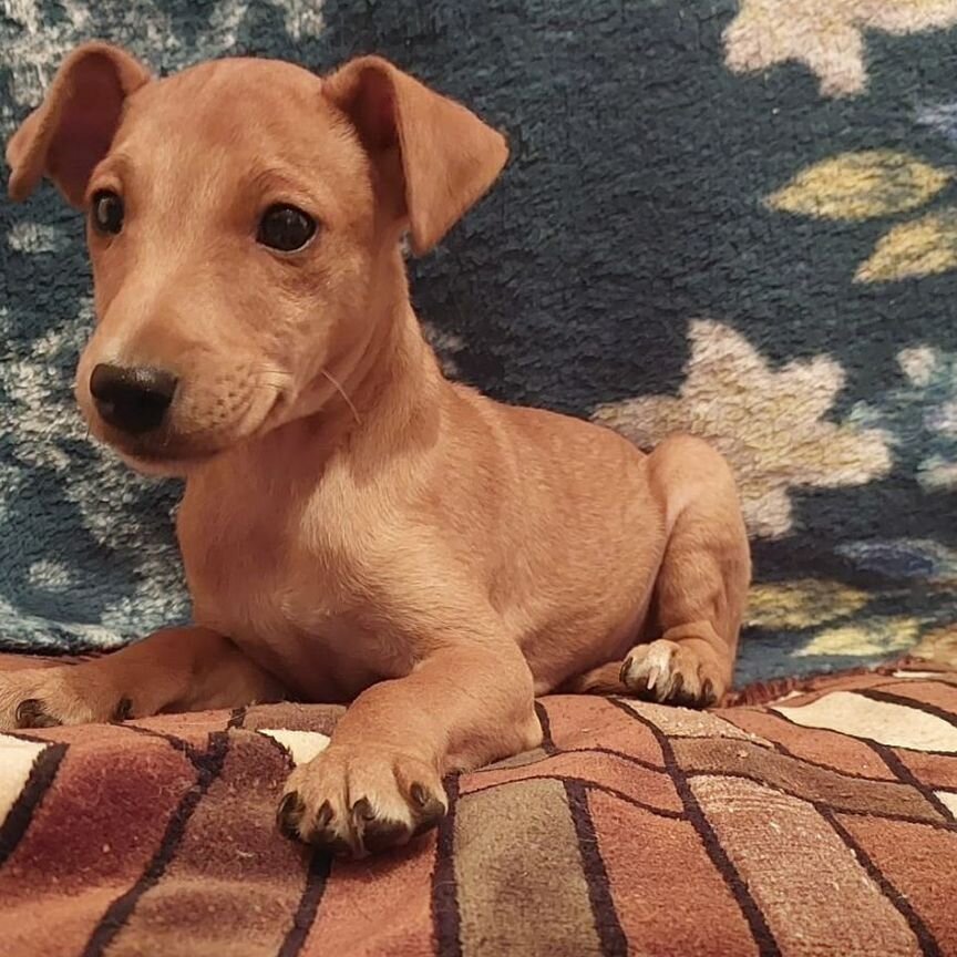 Щенок в добрые руки