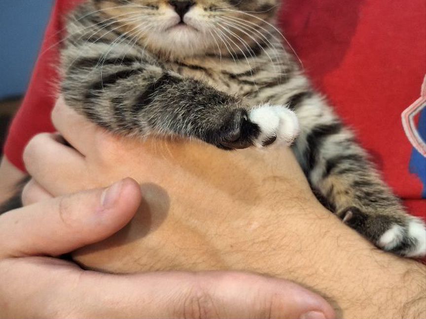 Британский вислоухий котёнок