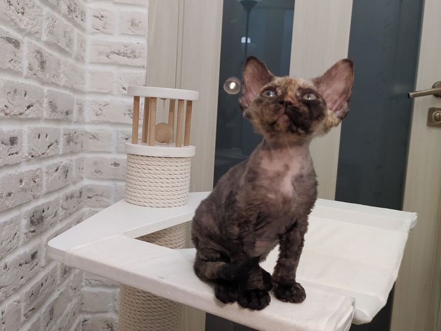 Девон-рекс малышка приносящая счастье