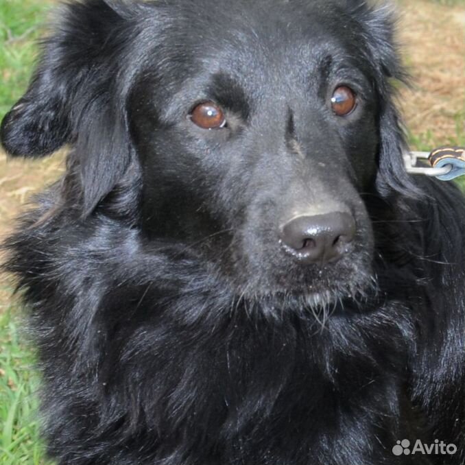 Дарси, скромный пес из приюта