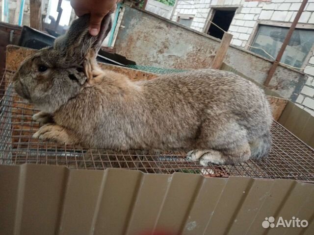 Кролики великаны