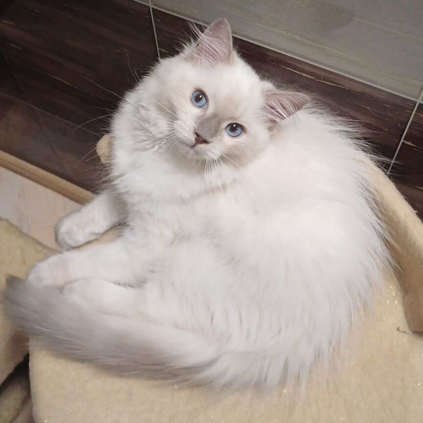 Котик породы Рэгдолл