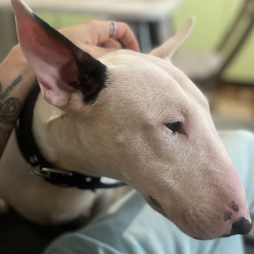 Бультерьер, взрослая собака