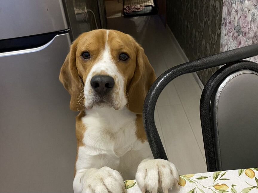 Бигль в добрые руки