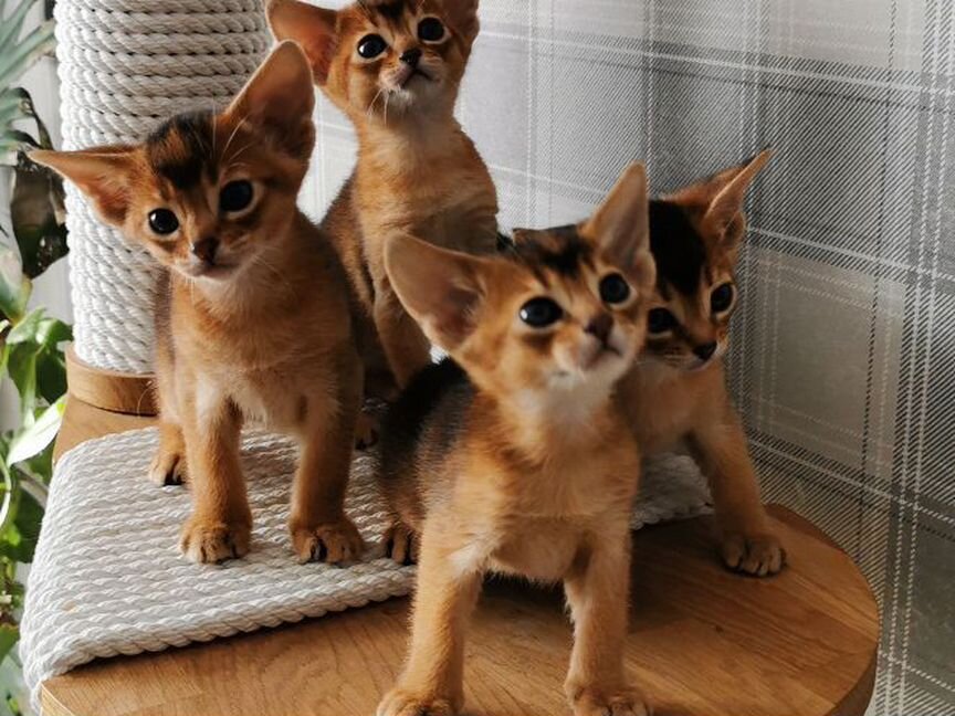 Абиссинские котята