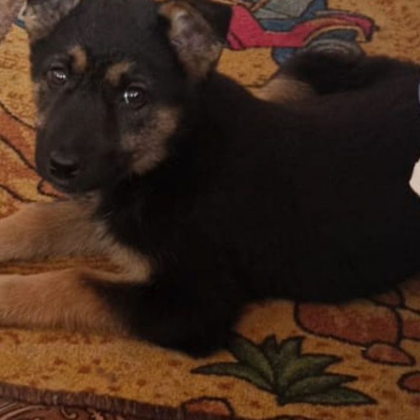 Малышка Веста