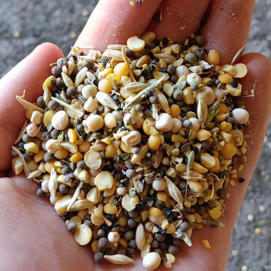 Горох кормовой отходы