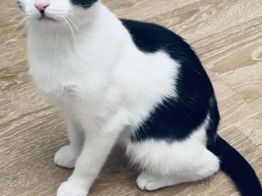 Зеленоглазка