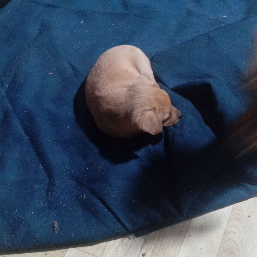 Русский той-терьер, щенок