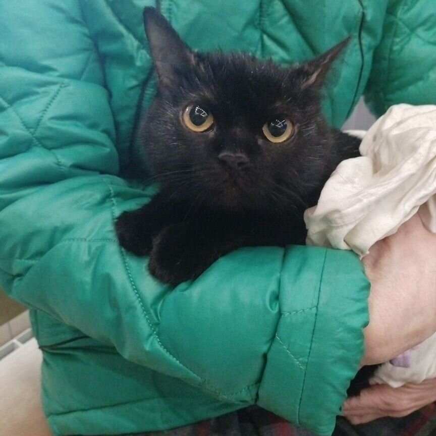 Найдена кошка