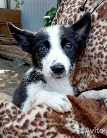 Щенок мини Лаечка, бесплатно