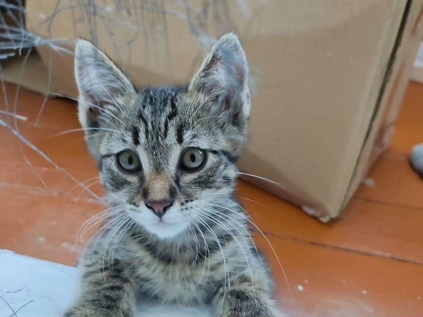 Европейская короткошерстная