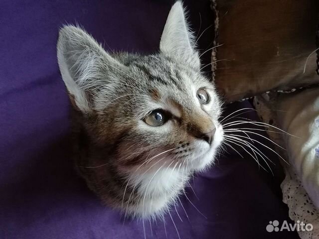 Бенгальская кошка бесплатно
