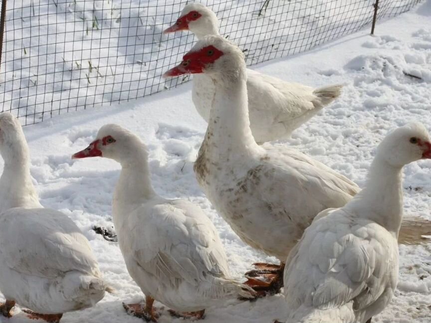 Утки шипуны