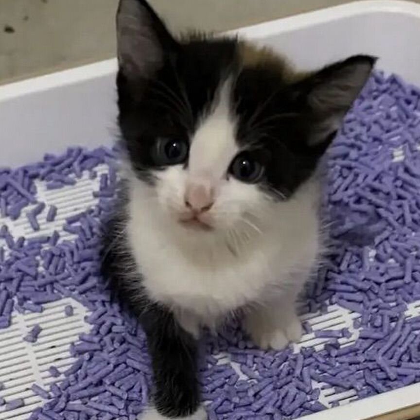 Котёнок в добрые руки