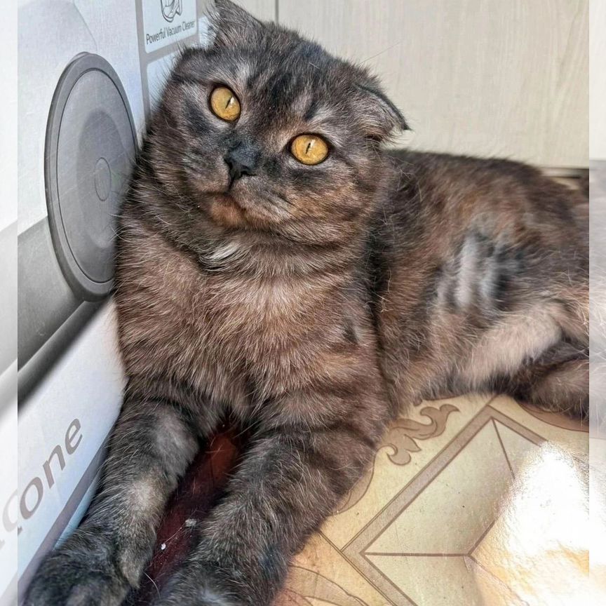 Кошечка